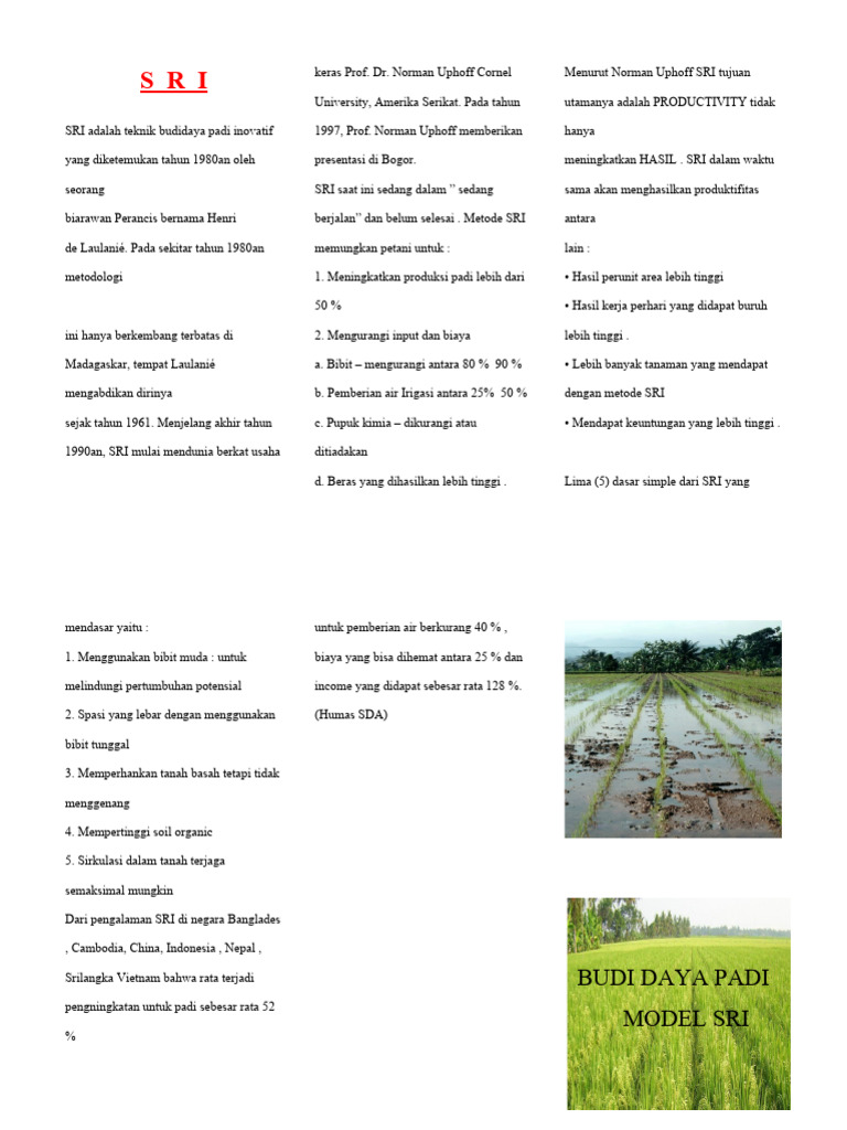 Budidaya Padi Model SRI DESEMBER | PDF