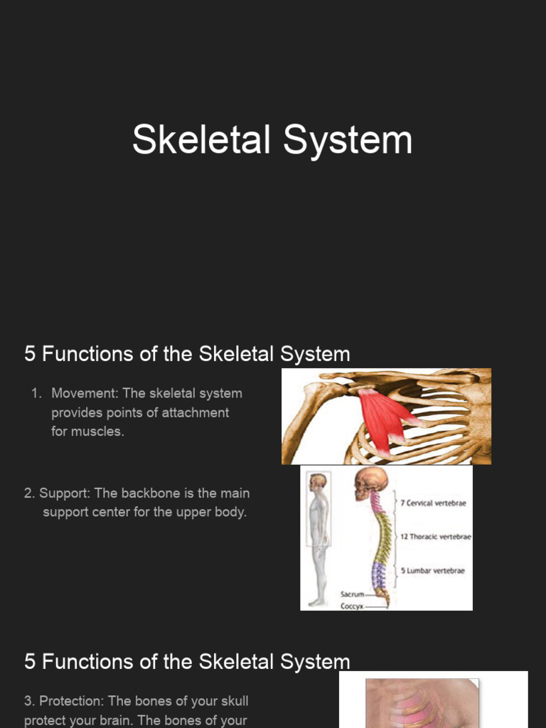 Skeletal System | PDF | Skeleton | Bone
