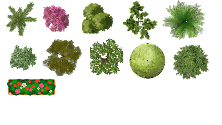 Plants Images in Plants | PDF