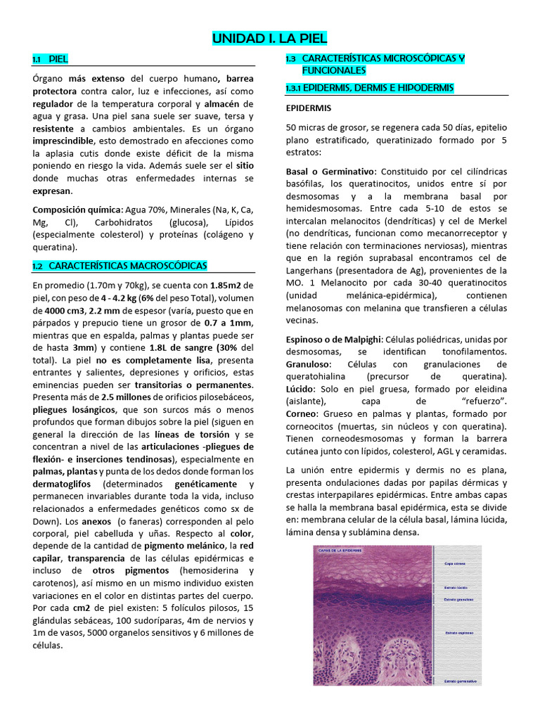 1.1 Piel | PDF | Piel | Epidermis