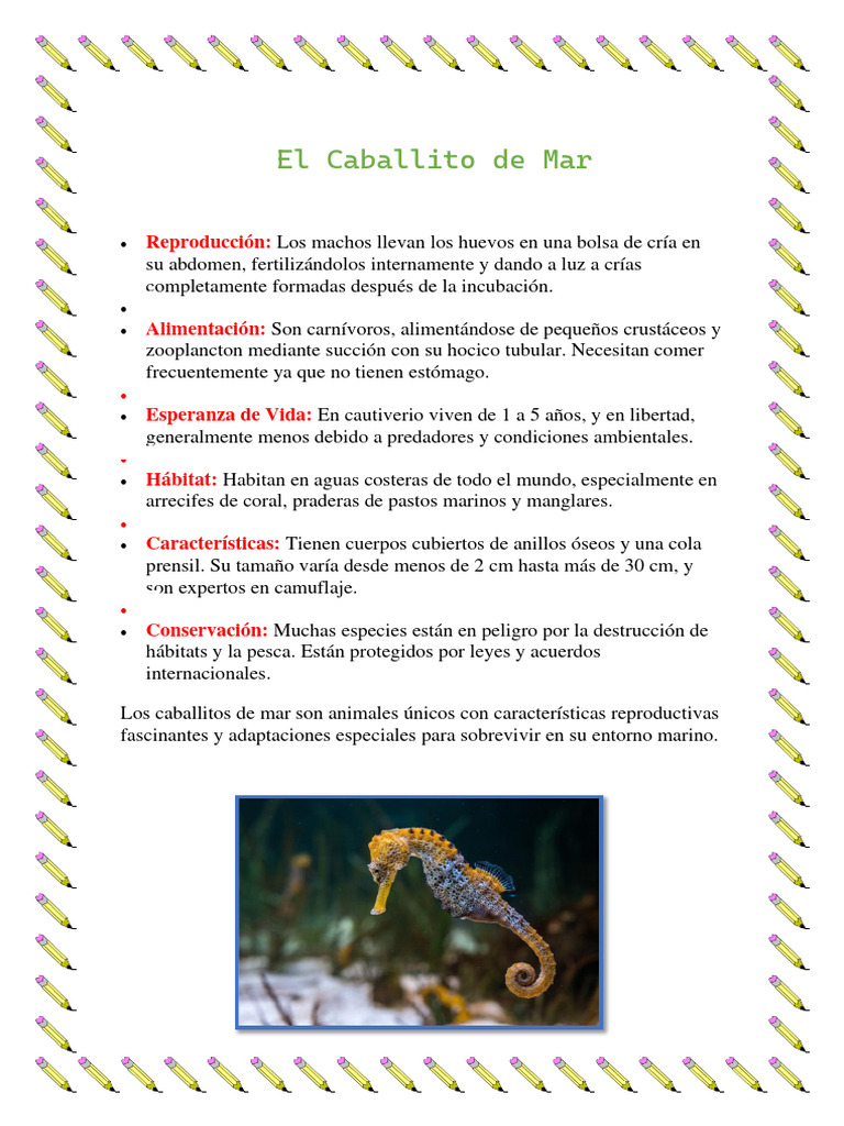 Alimentación del Caballito de Mar | PDF