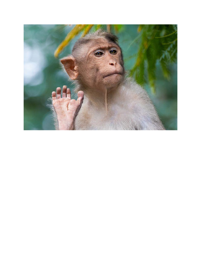 MONYET | PDF