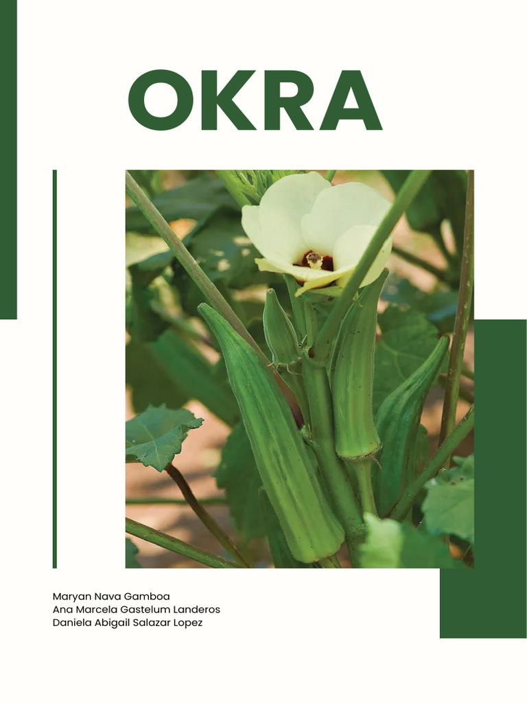 OKRA | PDF | Alimentos | Fibra dietética