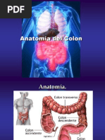 Anatomía y Fisiología del Colon y Recto | PDF | Recto | Intestino grueso