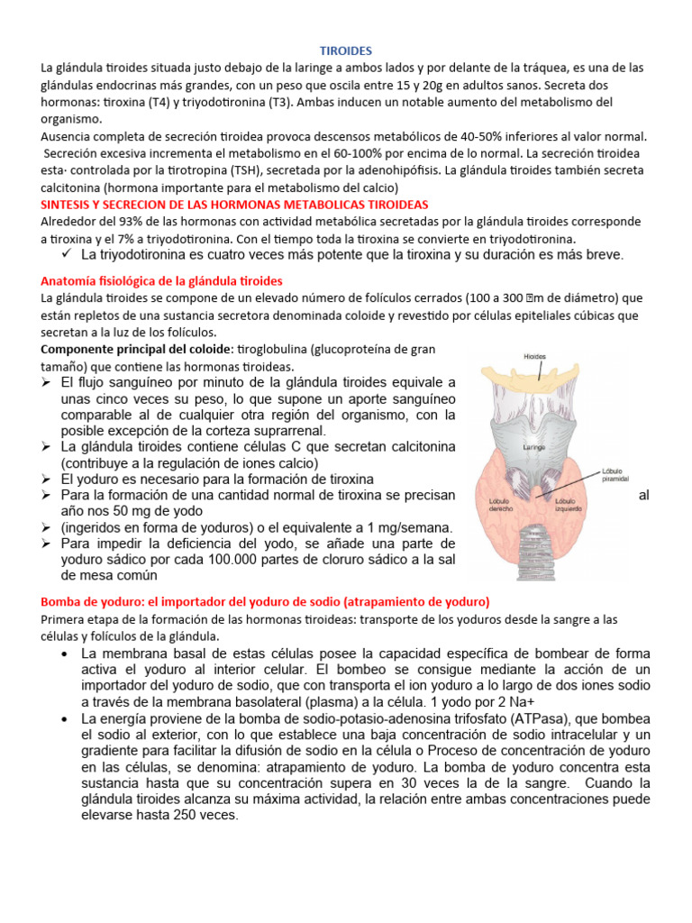 Fisiología Endocrino | PDF | Tiroides | Hormona estimulante de la tiroides