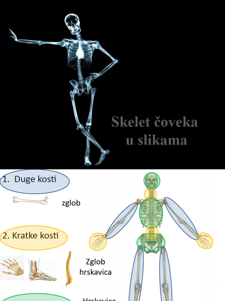 Skelet Za 6.za Takm | PDF