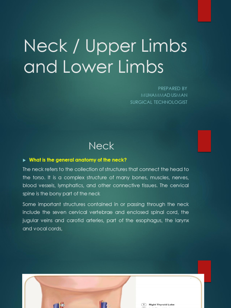 Neck, Upper Limbs and Lower Limbs | PDF | Arm | Foot