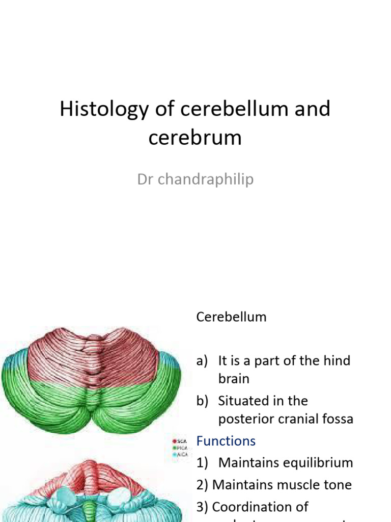 Histology of Cerebellum and Cerebrum: DR Chandraphilip | PDF