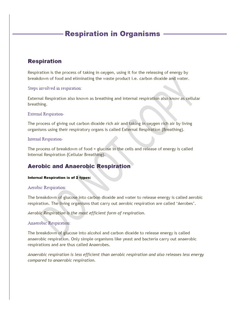 External vs Internal Respiration Explained | PDF | Respiratory System ...