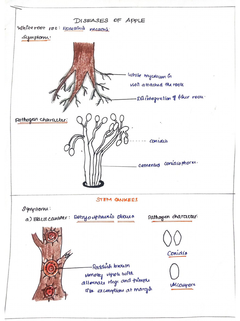 Apple ?, Peach ?, Plum | PDF