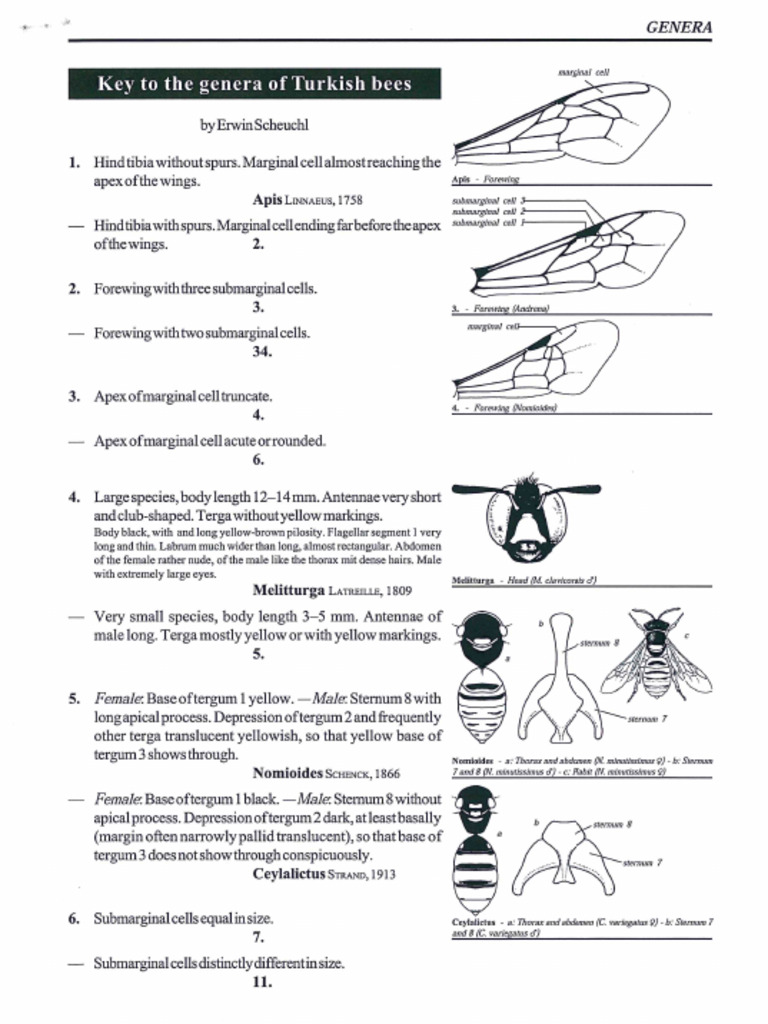 Key Genera Turkish Bees | PDF