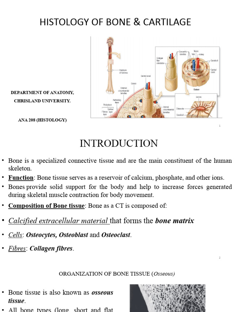 ANA 208 - Bone & Cartilage. | PDF | Bone | Osteoblast