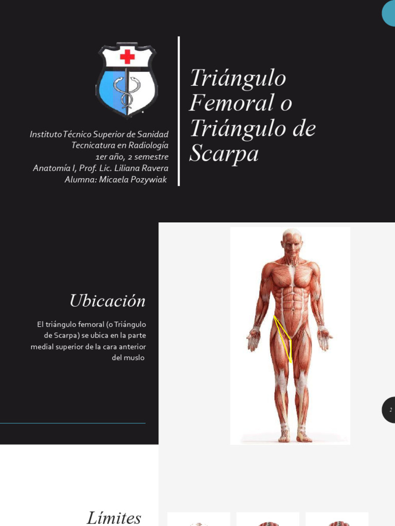 Triángulo Femoral o Triángulo de Scarpa | PDF | Sistema cardiovascular ...