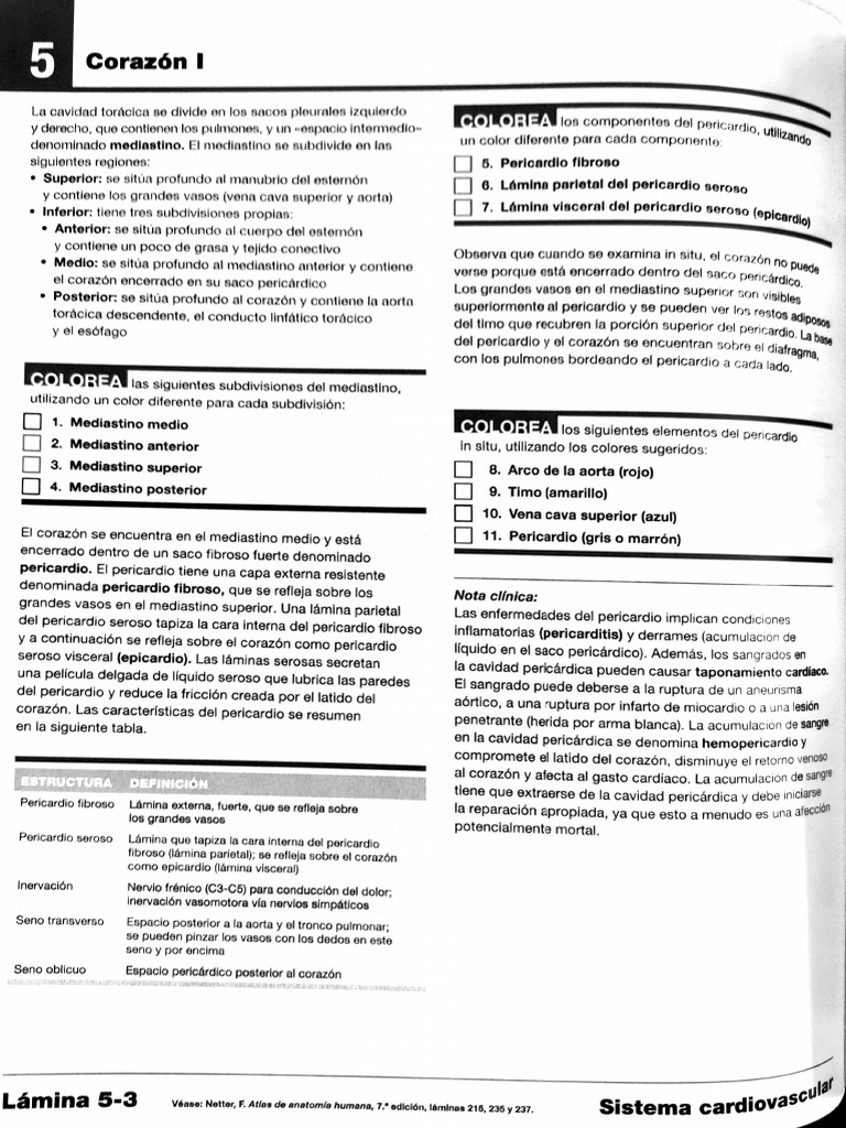 Láminas Corazón | PDF | Corazón | Sistema cardiovascular