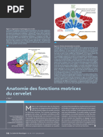 Rôle et anatomie du centre ovale cérébral | PDF | Cerveau | Cortex cérébral