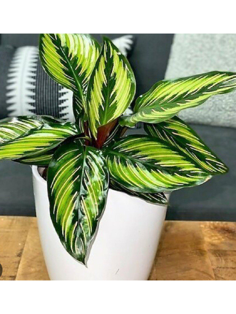 Images On Plants ? | PDF