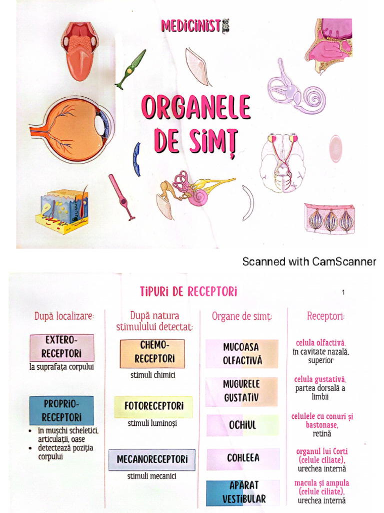 Organe de Simt | PDF