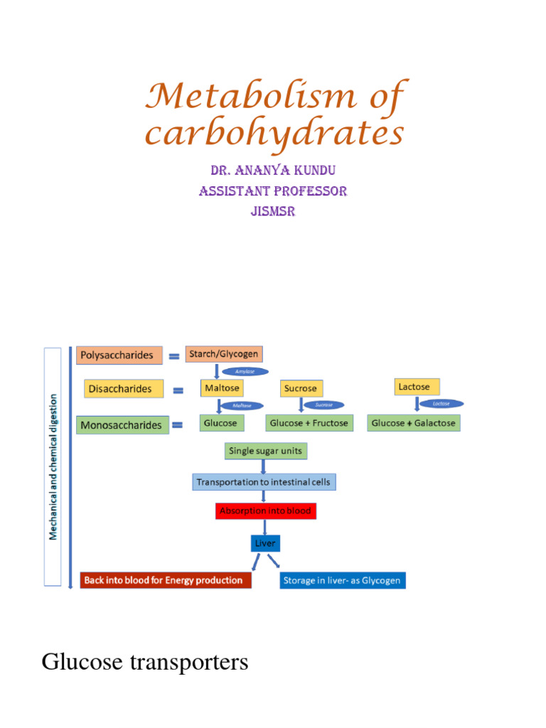 Carbohydrate Metabolism Overview | PDF | Glycogen | Nicotinamide ...