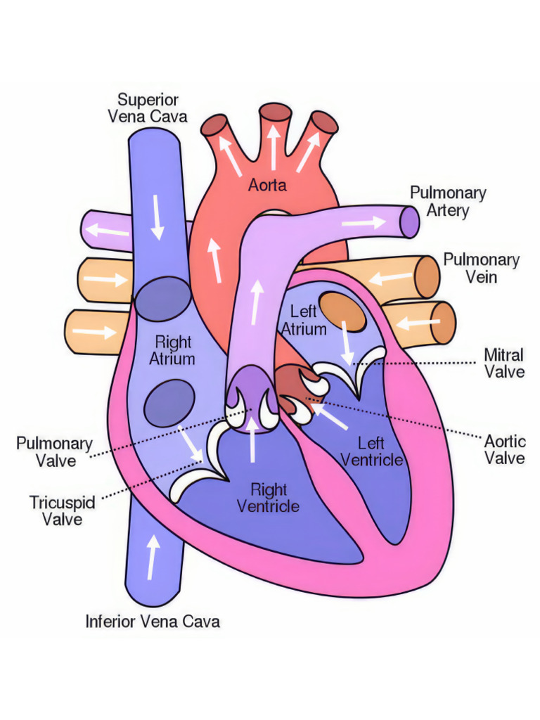 Valves Structure | PDF