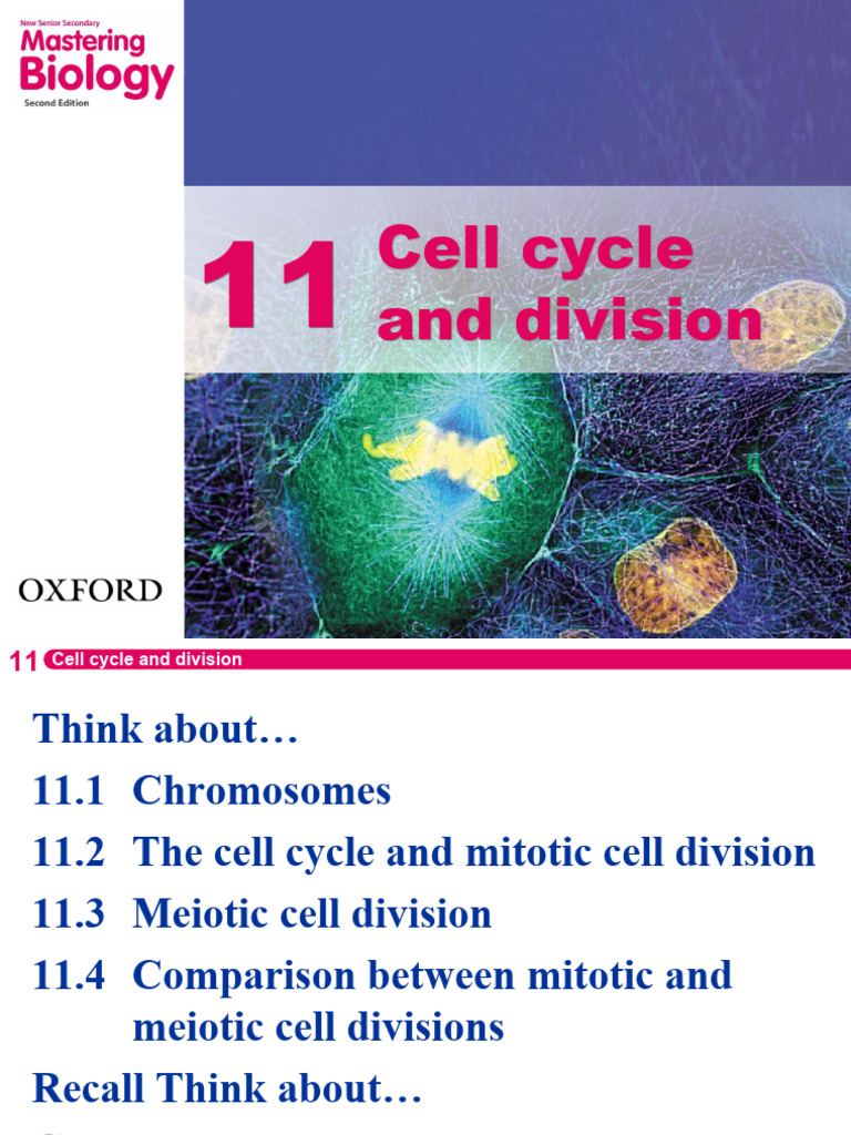 Cell Cycle and Division Overview | PDF | Meiosis | Mitosis