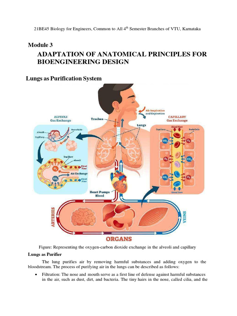 Module 3 PDF 2024 | PDF | Respiratory Diseases | Respiratory Tract