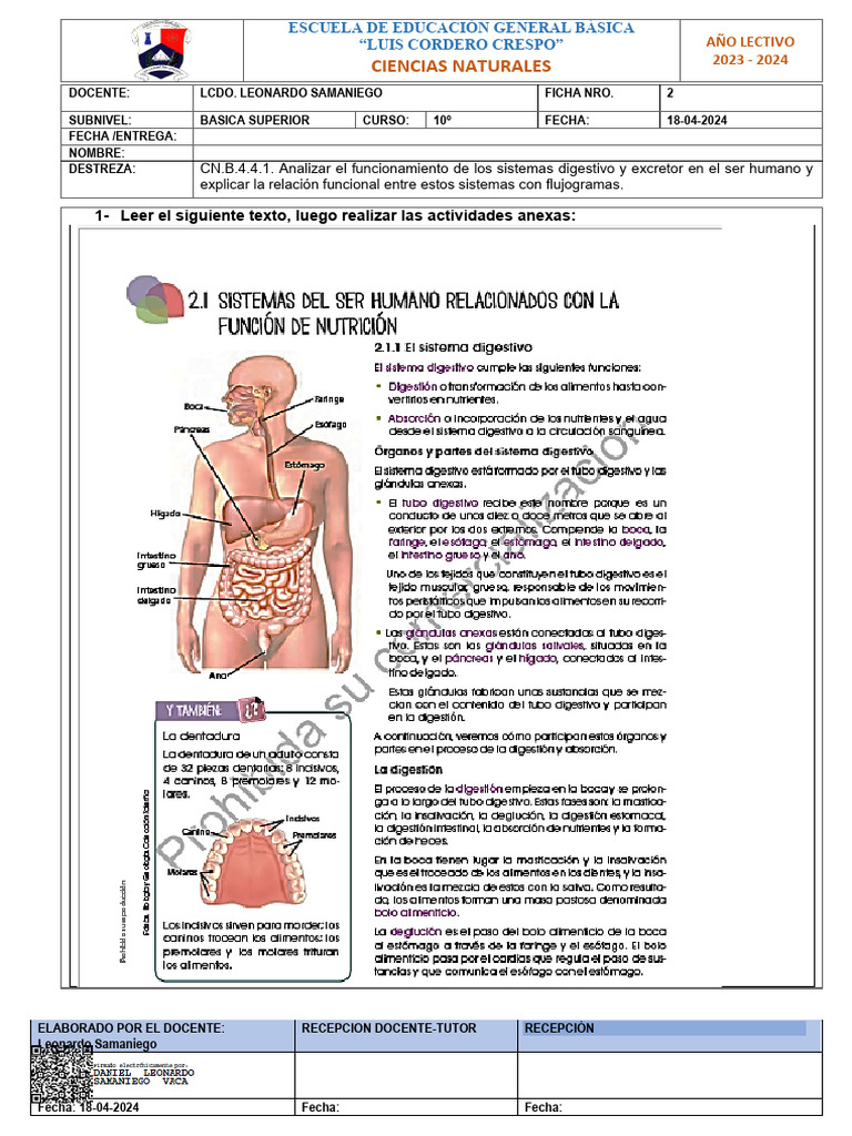 Ciencias Naturales | PDF | Sistema digestivo humano | Órgano (anatomía)