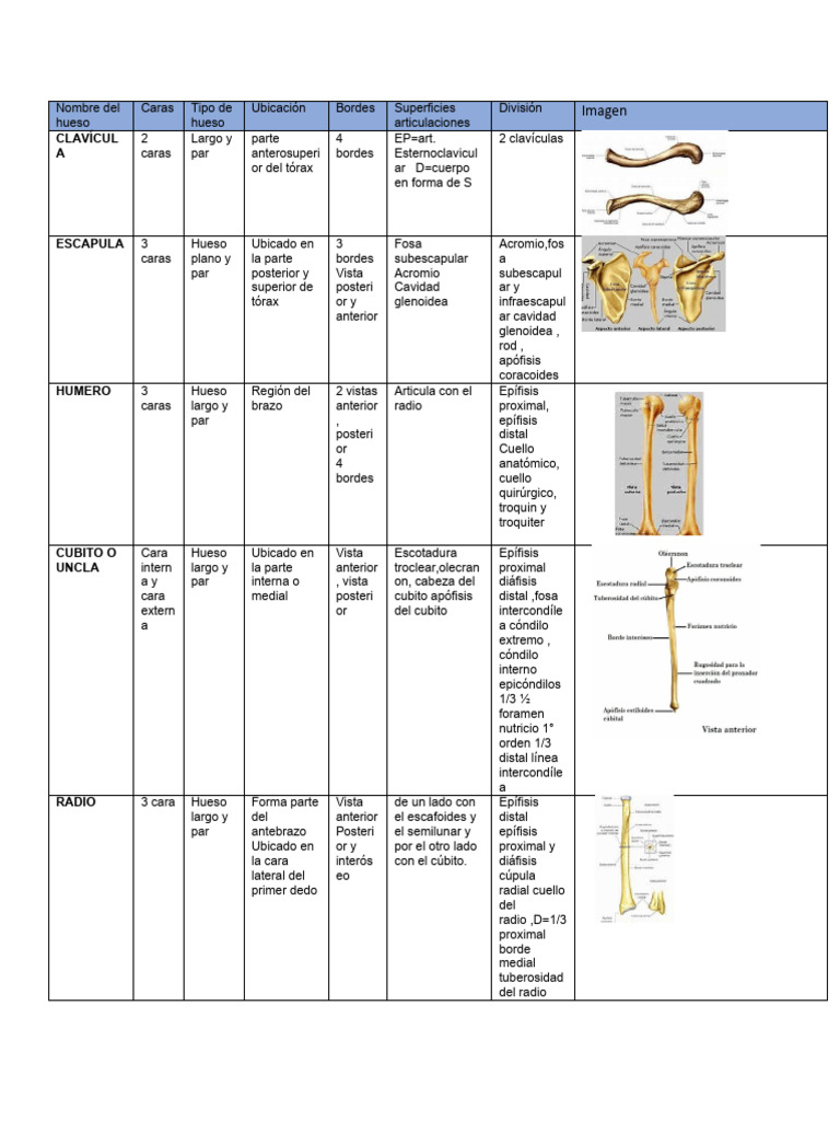Miembro Superior Tabla | PDF | Articulaciones | Anatomía