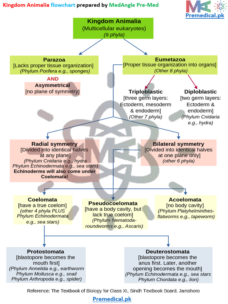 Animalia Flowchart by MedAngle | PDF | Zoology | Biology