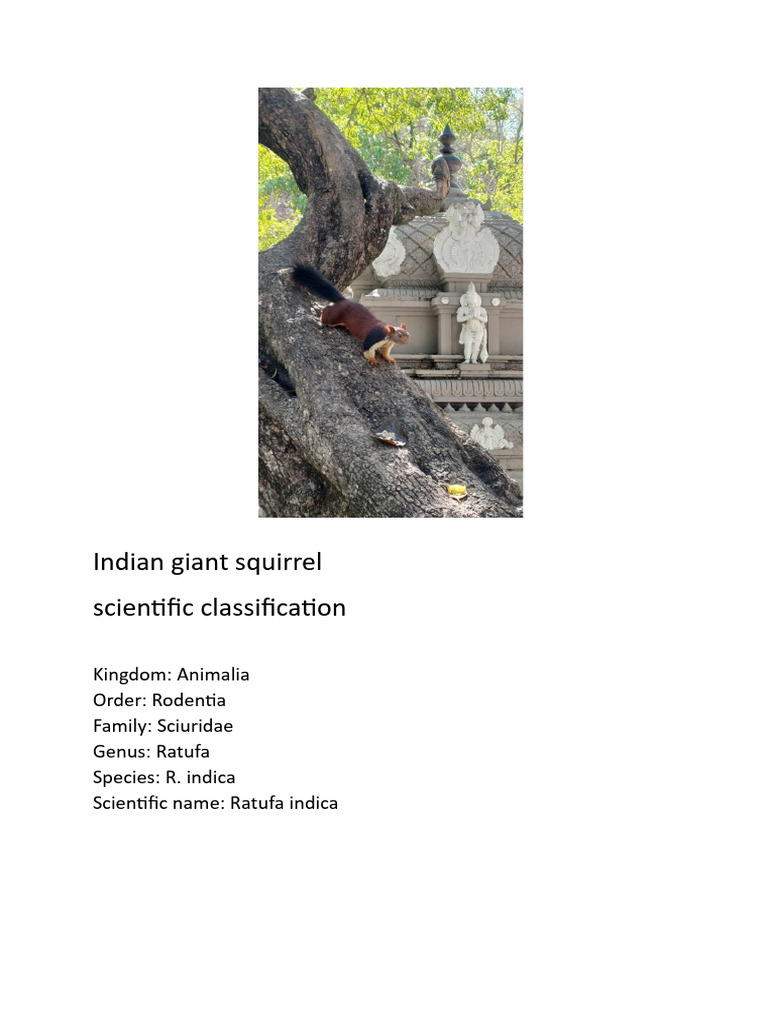 Indian Giant Squirrel | PDF