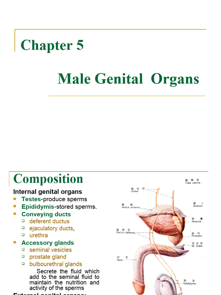 Reproductive System Male | PDF | Testicle | Prostate