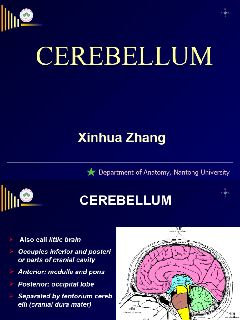 Cerebelum | PDF | Cerebellum | Neuroanatomy