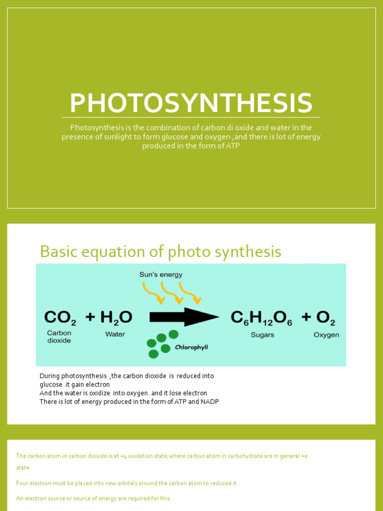 Understanding Photosynthesis Process | PDF