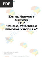 Tróclea: definición y ubicación anatómica | PDF | Rodilla | Codo