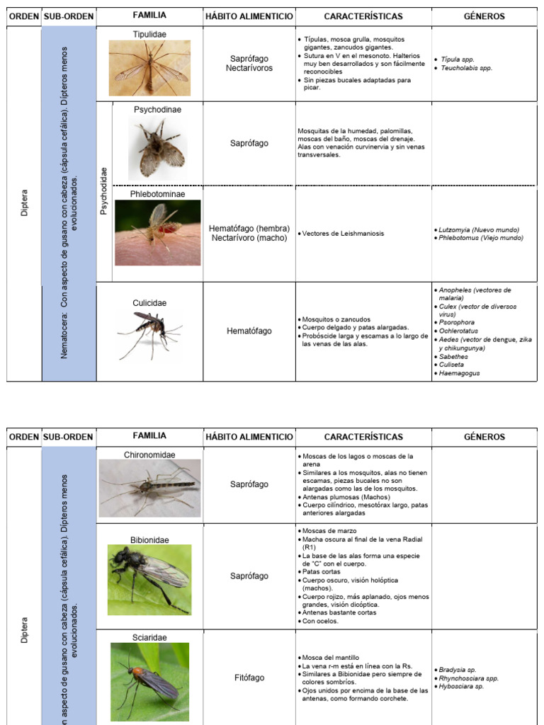 Familias - Orden Diptera | PDF | Mosquito | Mosca