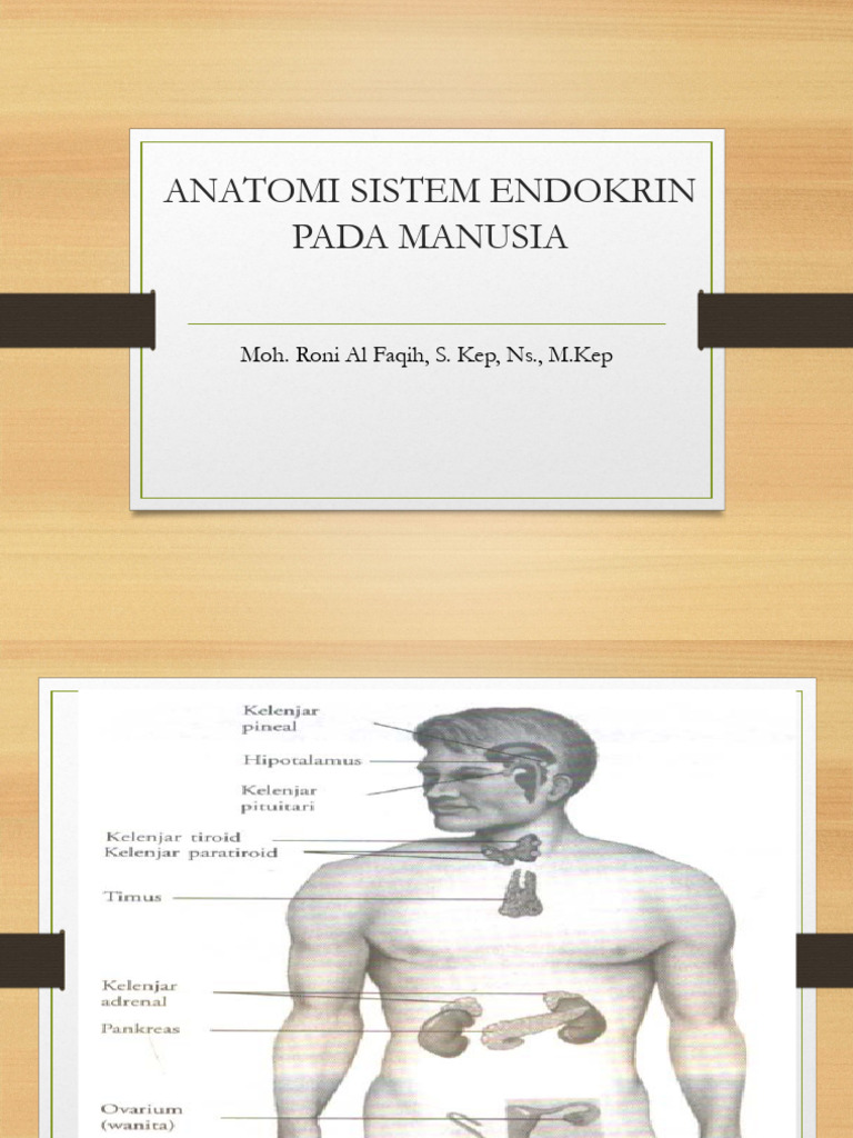 Anatomi Fisiologi Endokrin | PDF