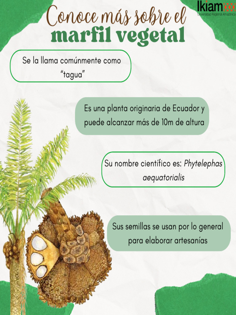 Cosas Que No Sabias de La Tagua | PDF