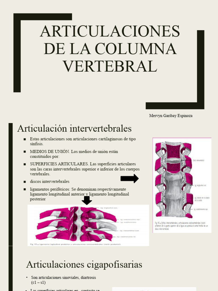 Articulaciones de La Columna Vertebral | PDF | Articulación | La columna vertebral