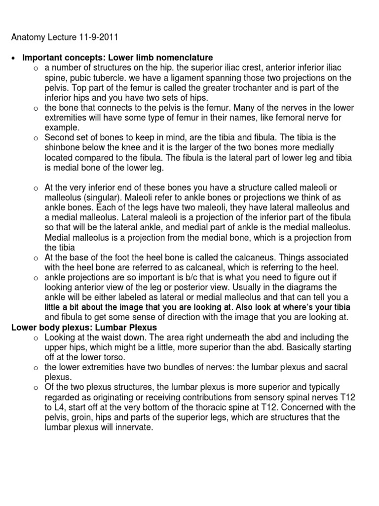Anatomy Notes 11-9-11 | Download Free PDF | Human Leg | Pelvis