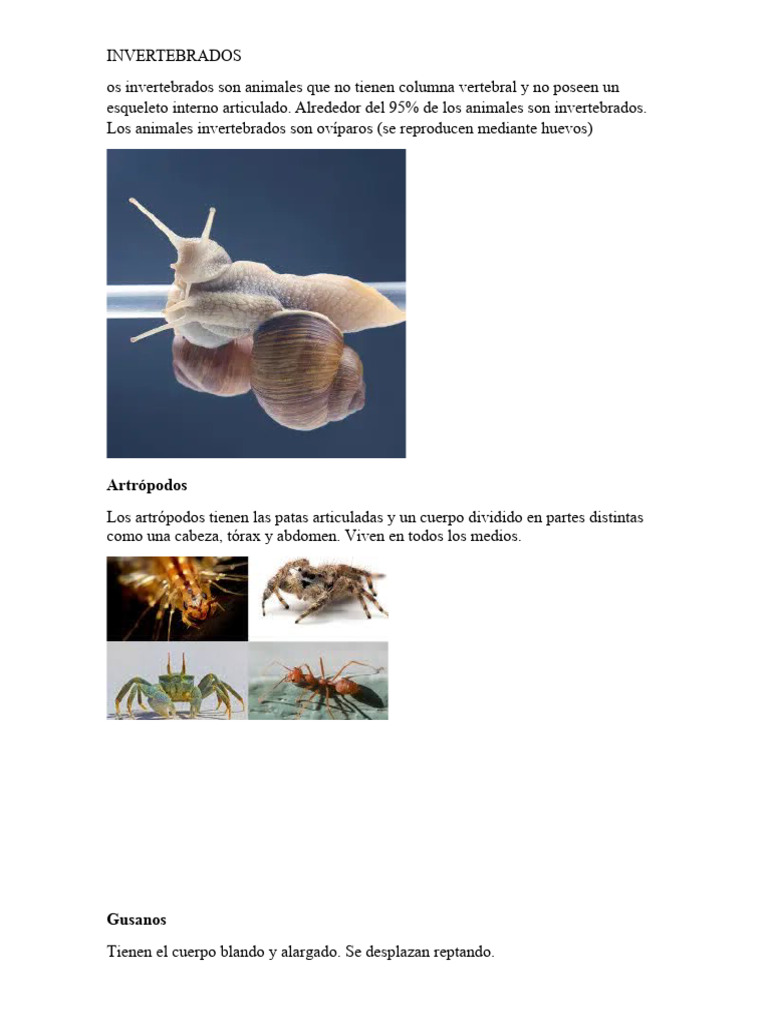 Partes y características de invertebrados | PDF | Vertebrados ...