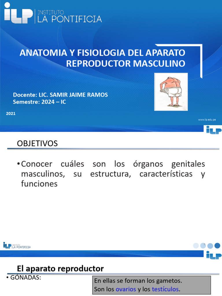 Anatomia Del Aparato Reproductor Masculino | PDF | Sistema reproductivo ...