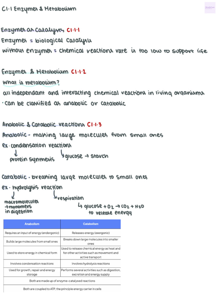 C1.1 Enzymes and Metabolism - StudyCure | PDF | Enzyme | Active Site