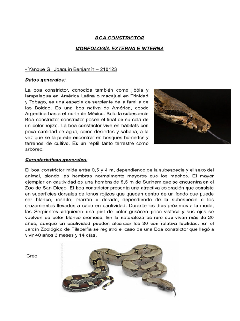 Boa Constructora. | PDF