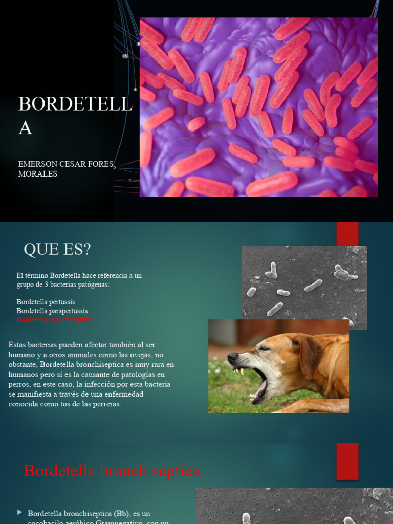 Bordetella | PDF | Enfermedades y trastornos | Especialidades Medicas