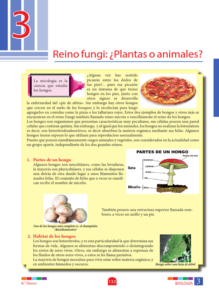 B - P - 6ºgrado - S3 - Reino Fungi Plantas o Animales | PDF | Hongo | Molde