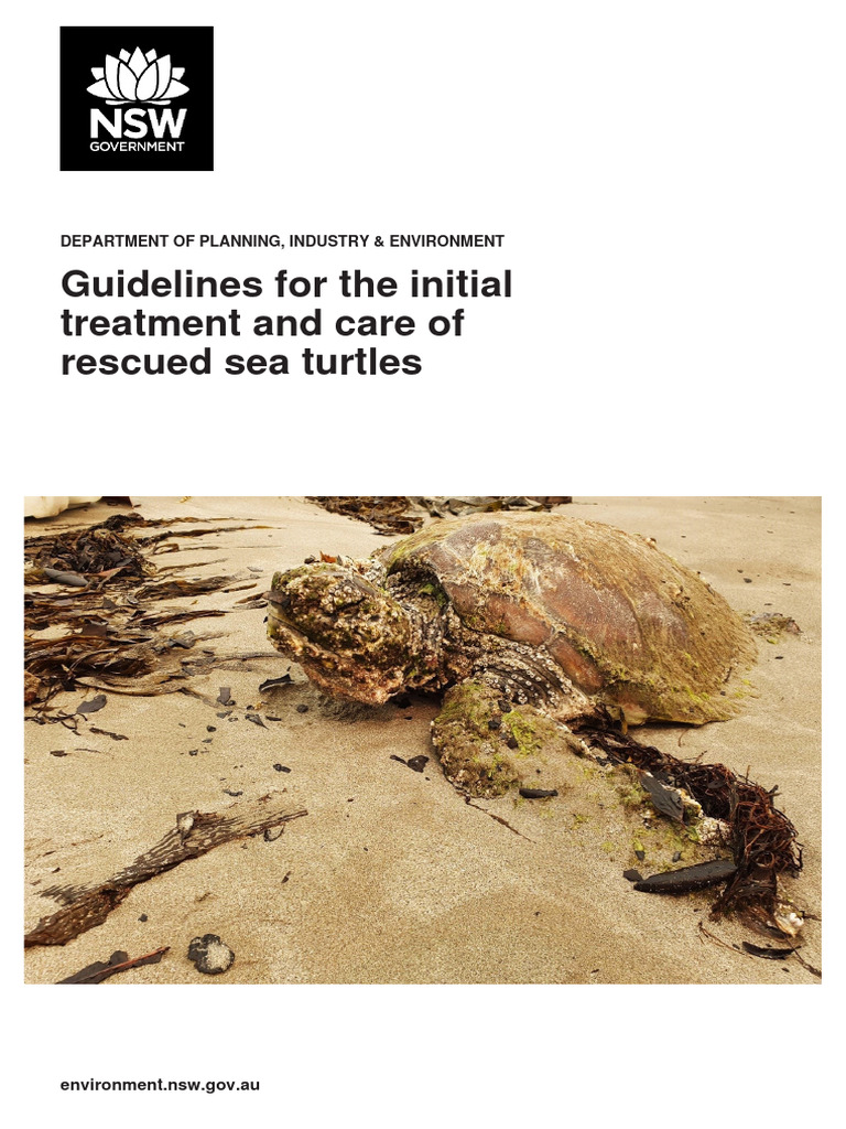 Rescued Sea Turtles Treatment Care Guidelines 210143 | PDF | Turtle | Wound