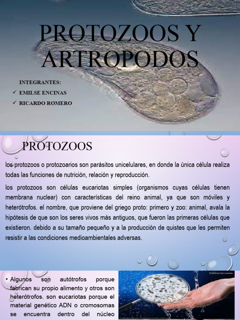 Protozoos y Artropodos: Clasificación y Características | PDF ...