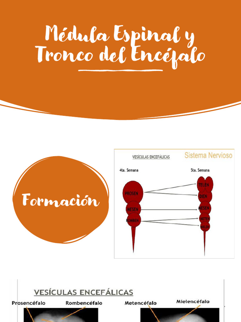 2.1 Médula Espinal y Tronco Del Encéfalo | PDF