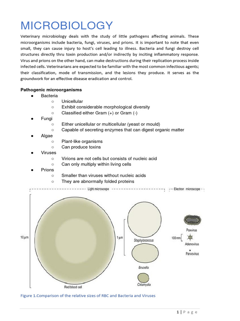 Microbiology | PDF | Staphylococcus | Infection