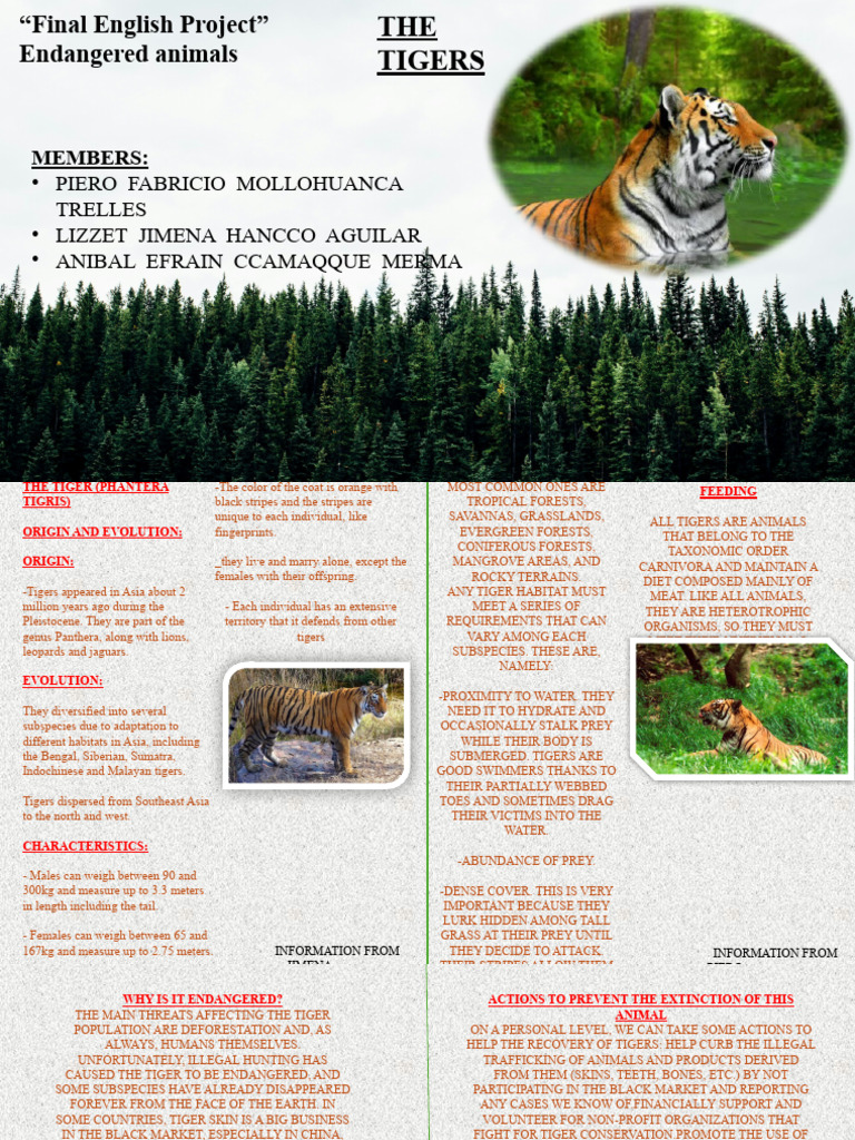 Final Project Sala 4 Inglish | PDF | Tiger | Endangered Species