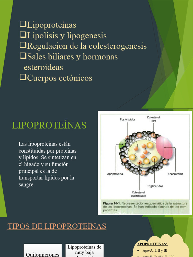 Metabolismo de Lípidos y Lipoproteínas | PDF | Lipoproteína | Lípido